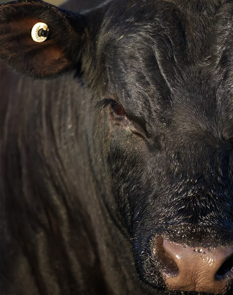Feedlot | 3R Angus