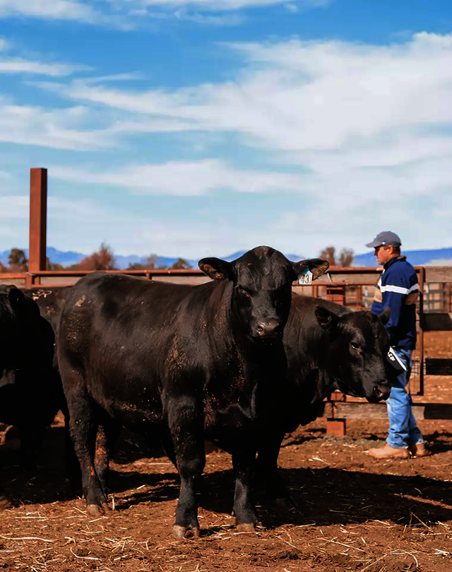 Feedlot | 3R Angus