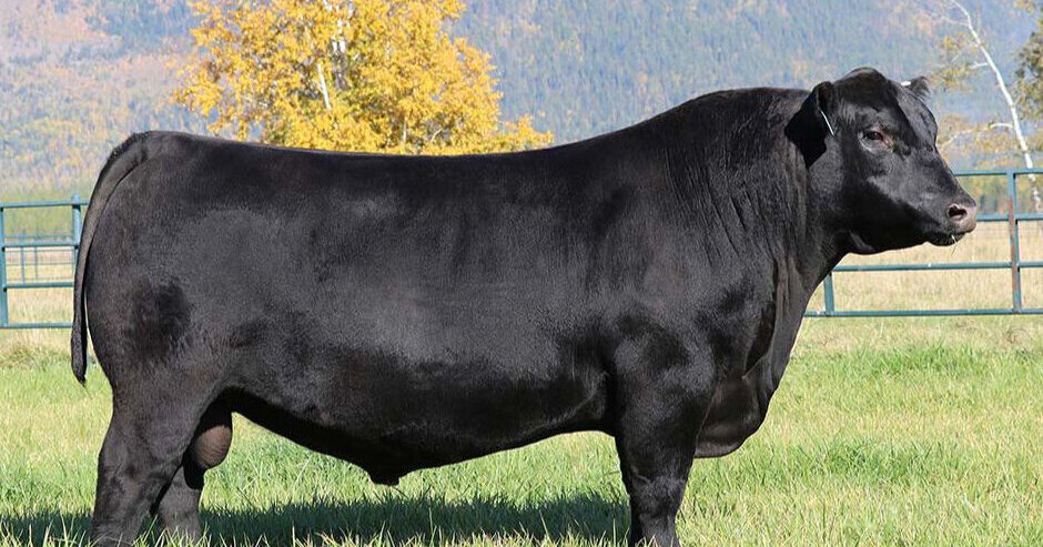 SEMEN Montana Judgement 1038 | 3R Angus