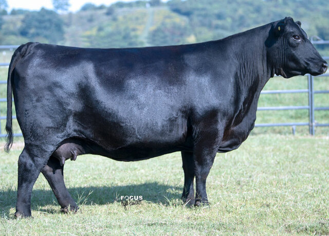 Angus Genetics | 3R Angus