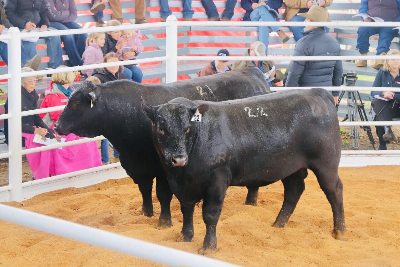 2024 Sale | 3R Angus